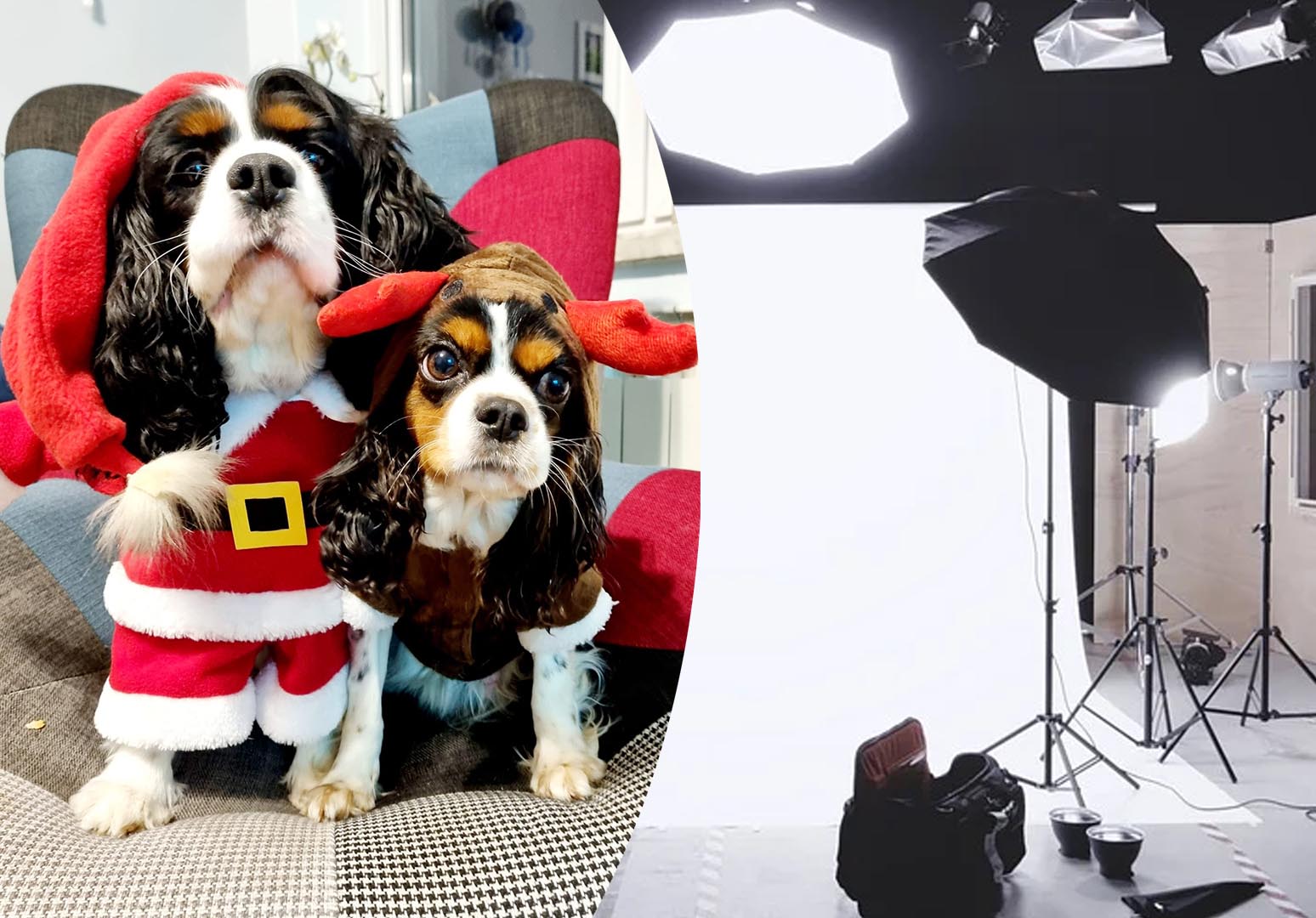 Świąteczny konkurs fotograficzny Canis e Catus rozstrzygnięty! - Na Psi ...