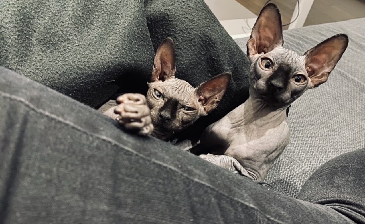 Królewskie sfinksy kanadyjskie z Hodowli Royals*PL - Na Psi Temat